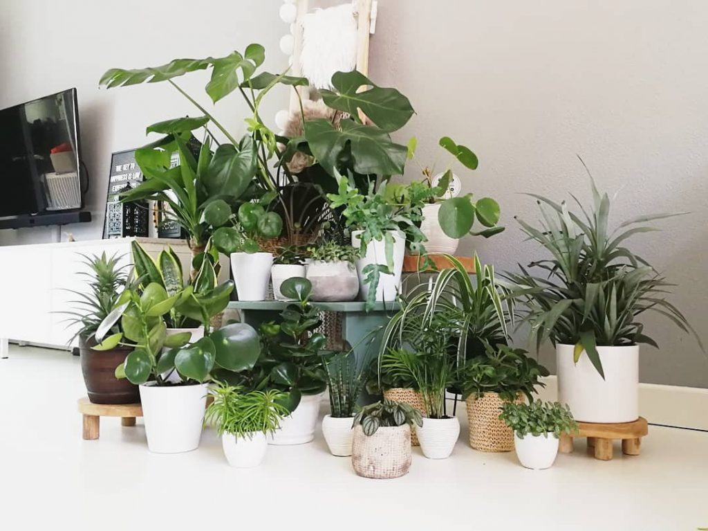 Top 5 makkelijke kamerplanten - LovestoHAVE